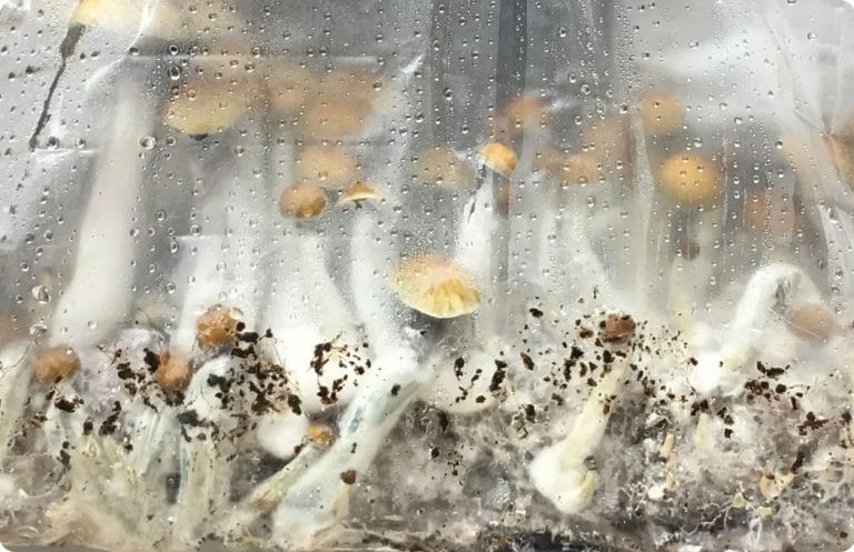 Lightbags Mushroom growing kits INFO - Spore Buddies