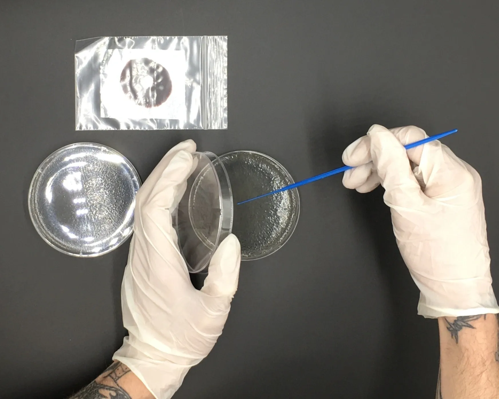 Buy Inoculation Loops (Disposable - Pre-sterilized by gamma radiation ...