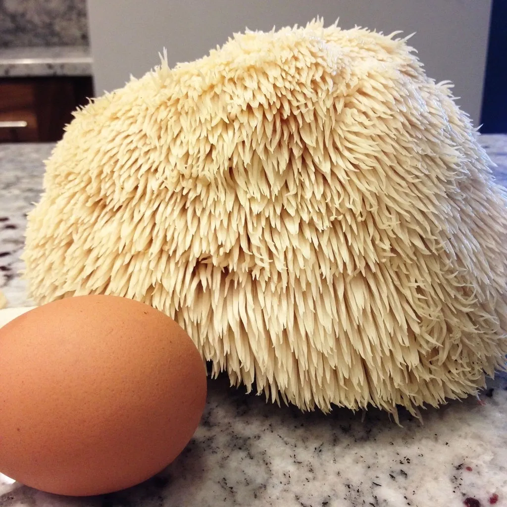 Buy Lion's mane liquid culture BUY - Spore Buddies