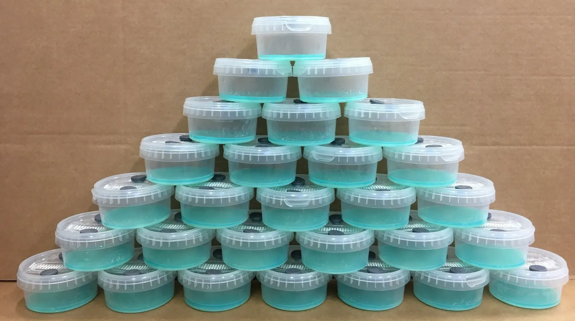 Buy Open Air Agar Pots - Spore Buddies