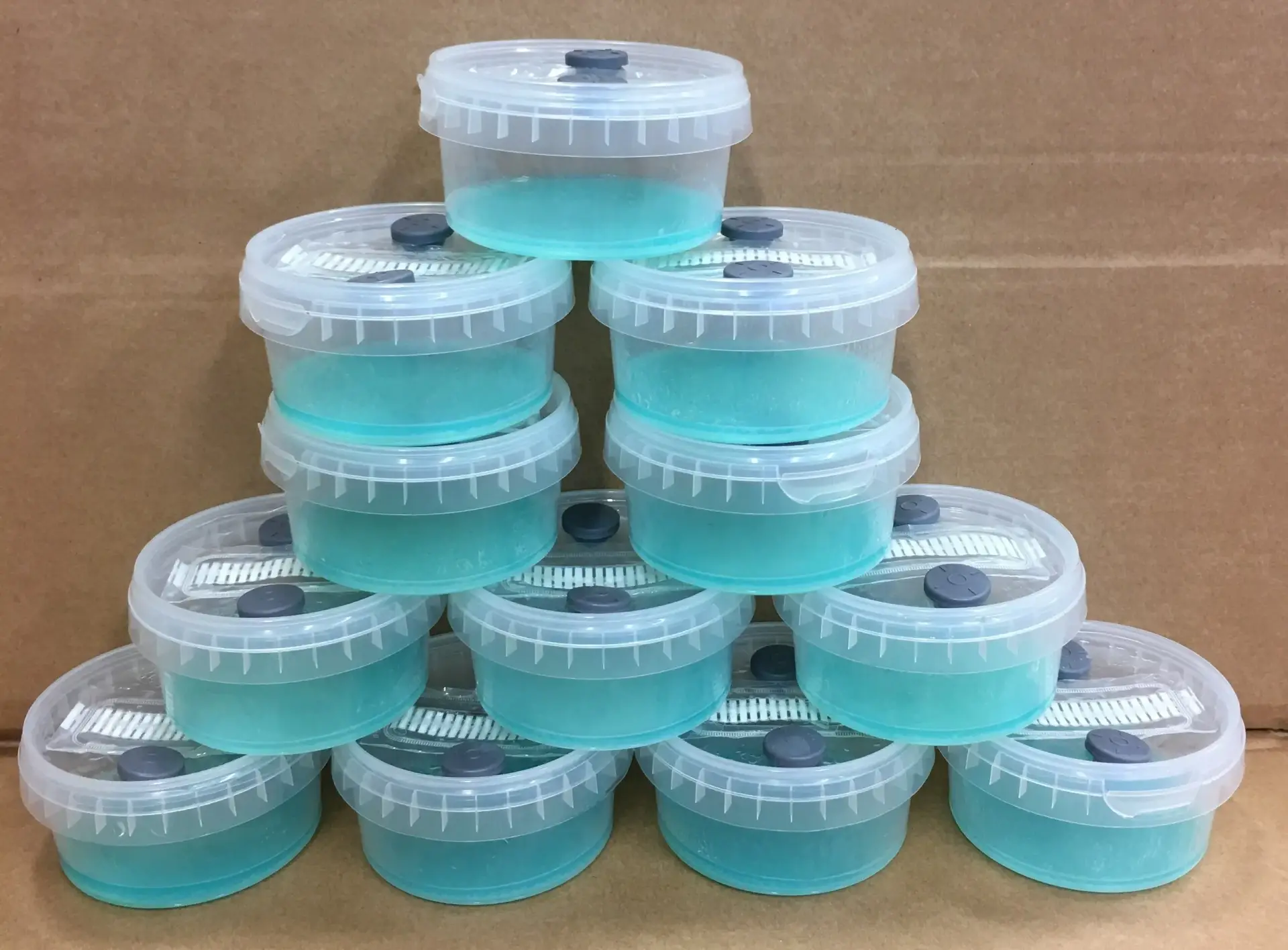 Open Air Agar Pots - Spore Buddies