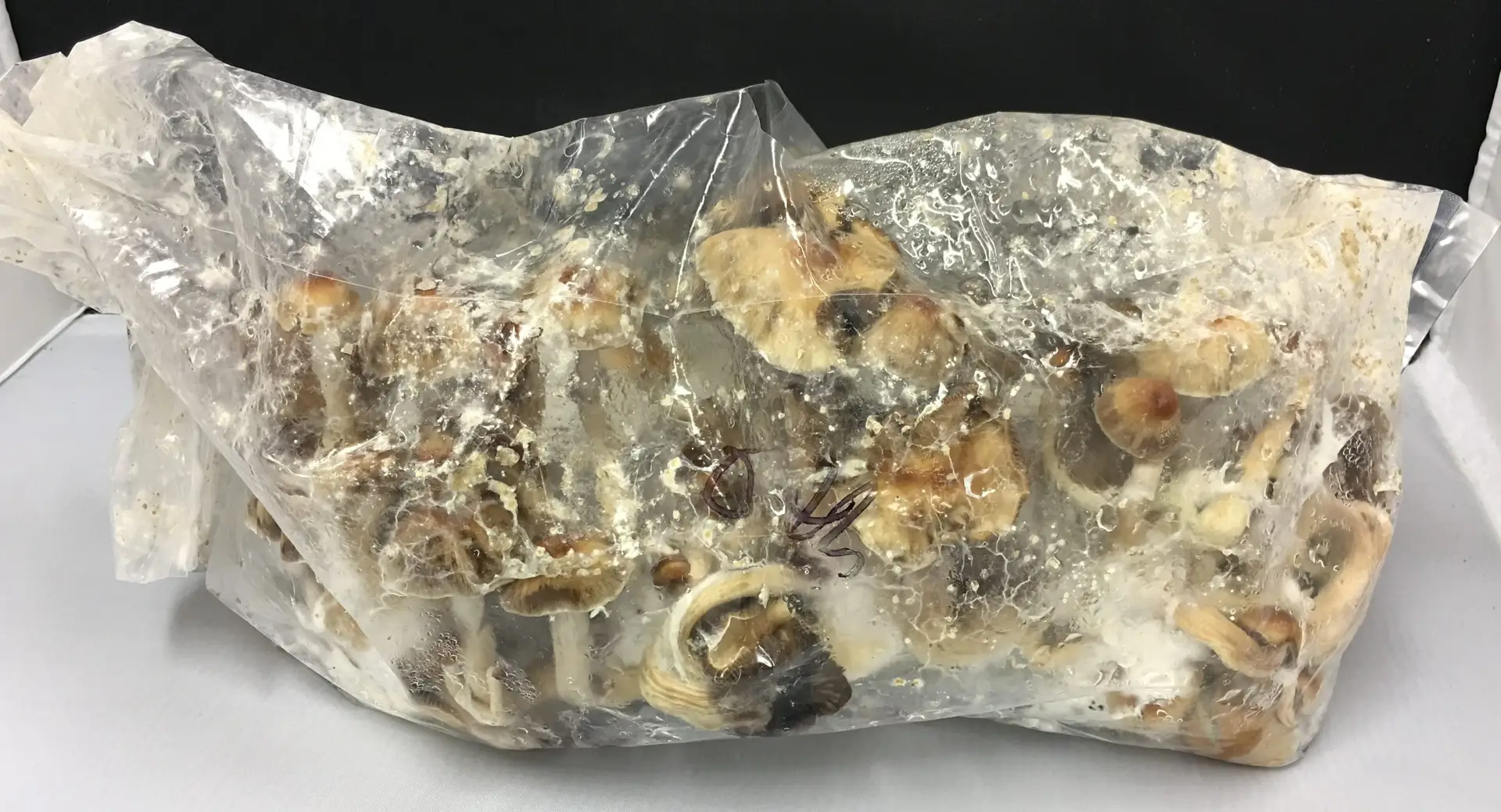 Sterile Mushroom Grow Kit | Best Mushroom Grow Bags Kits