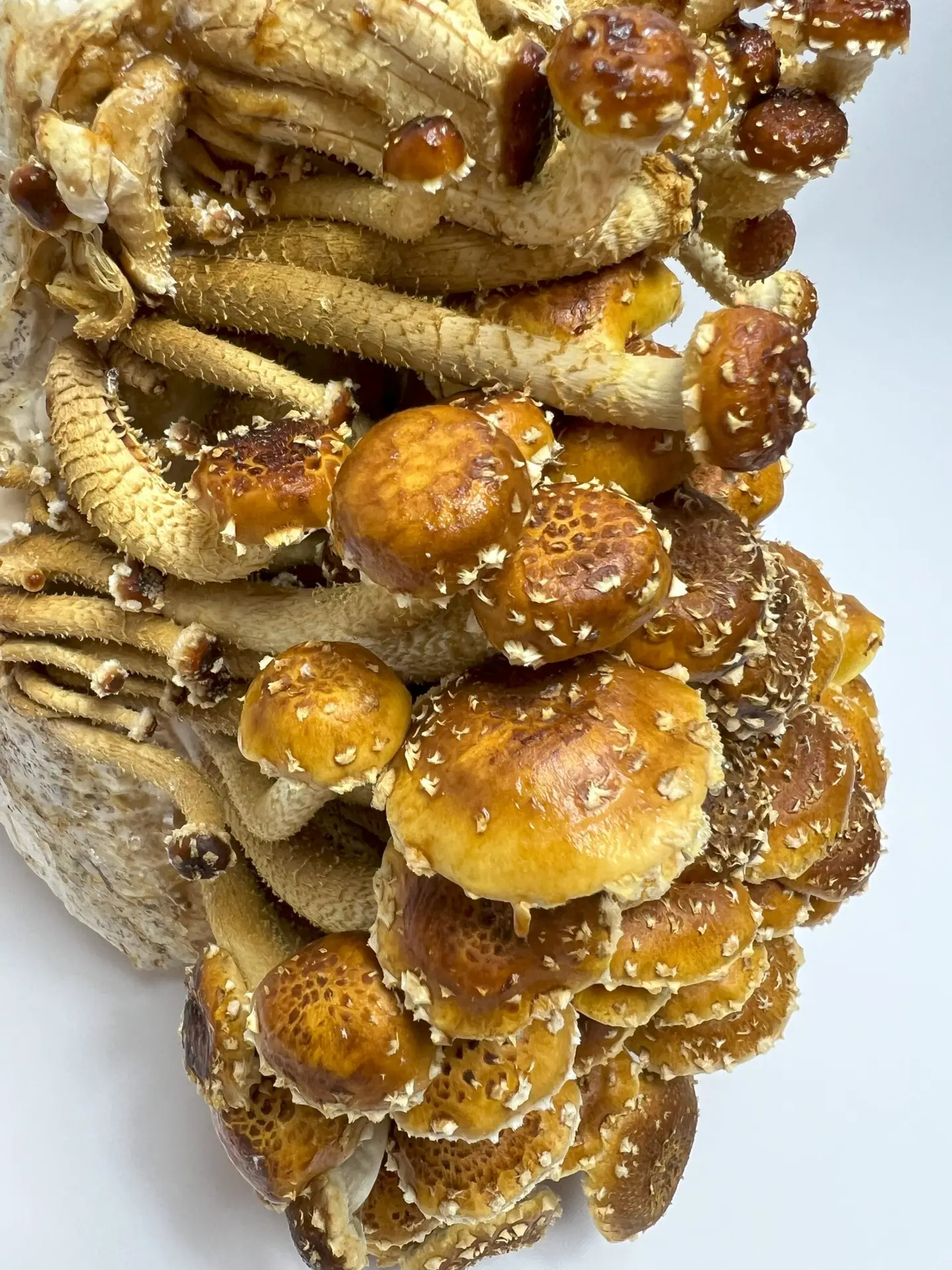 Chestnut Liquid Culture Syringe - Spore Buddies