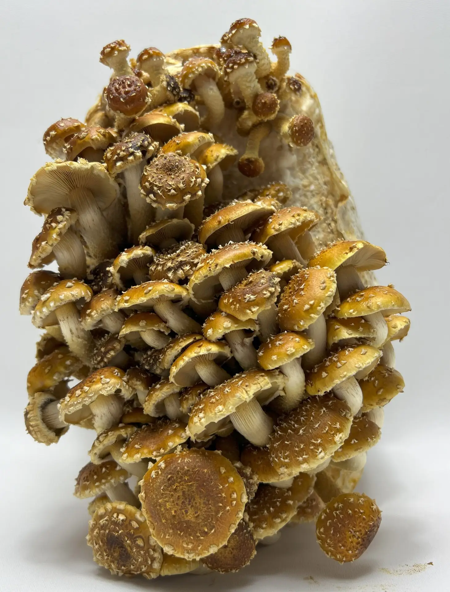 Chestnut Liquid Culture Syringe - Spore Buddies