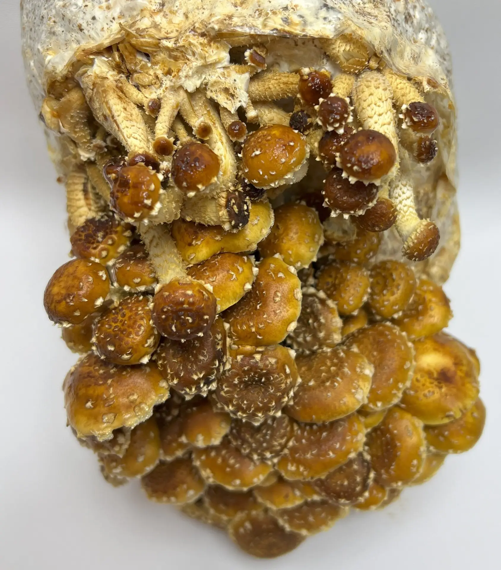 Buy Chestnut Liquid Culture Syringe - Spore Buddies