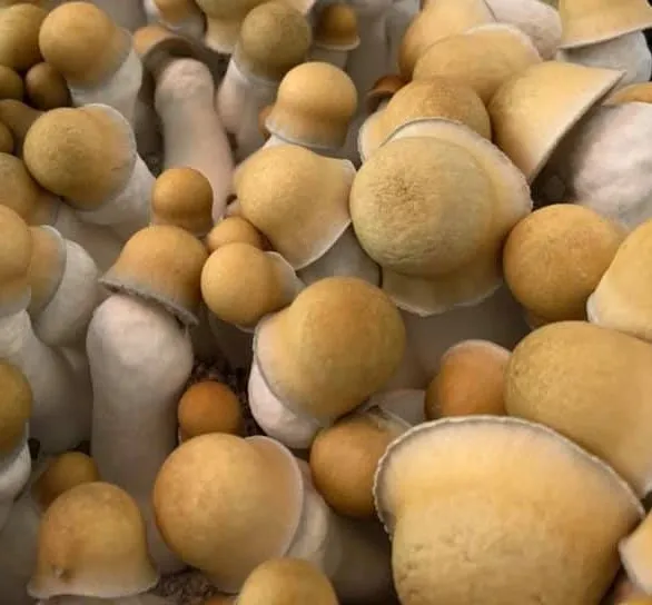 Buy Penis Envy Hawk Spore Syringes (PE Hawk Spores) for Microscopy ...