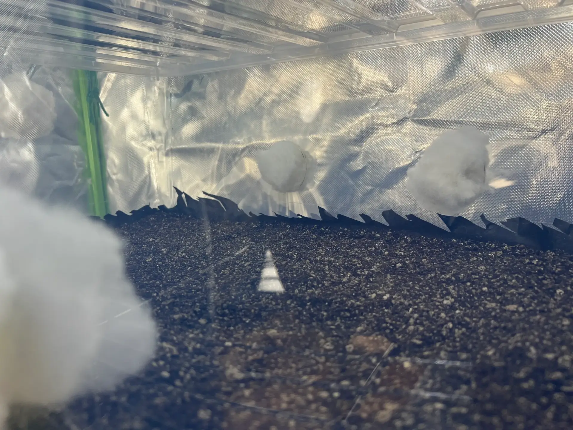 Mushroom Monotub Kit (45L) | SporeBuddies