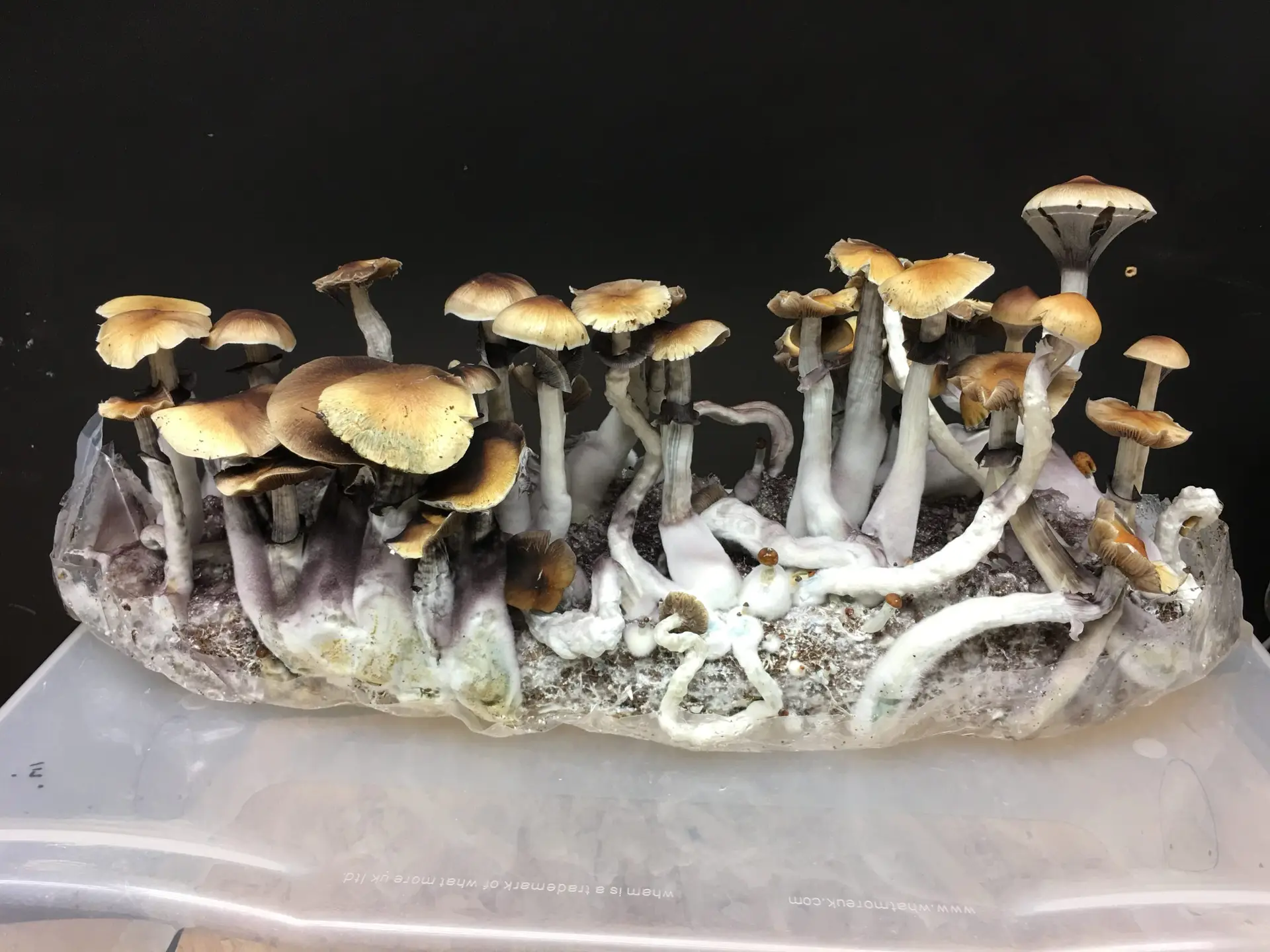 Buy Inject and Forget Bag 4LBS - All in one mushroom growing kit ...