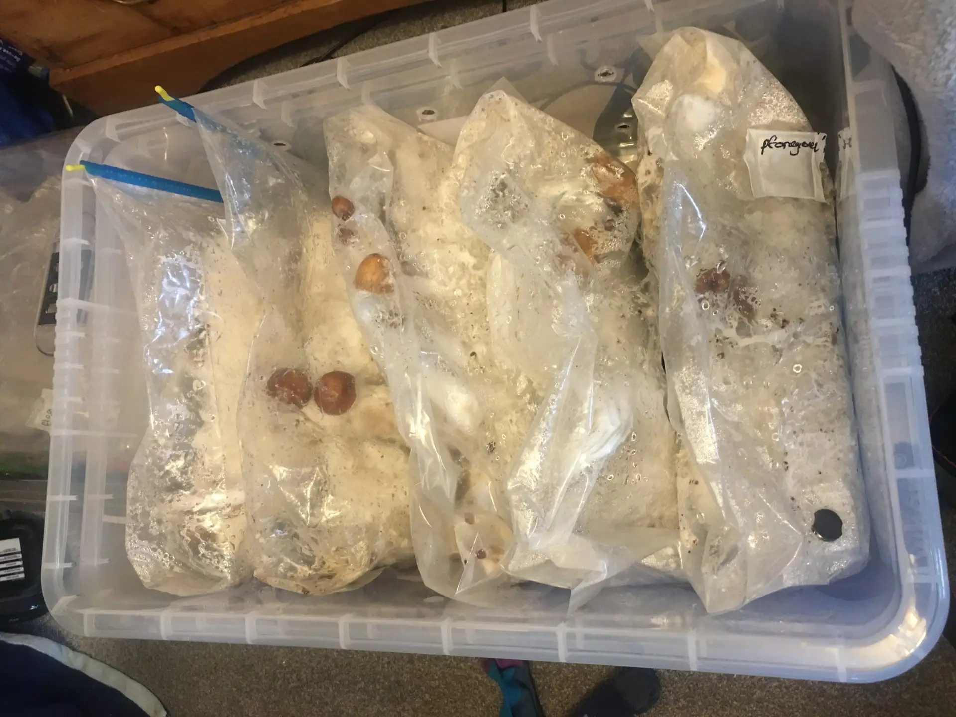 Sterile Mushroom Grow Kit | Best Mushroom Grow Bags Kits