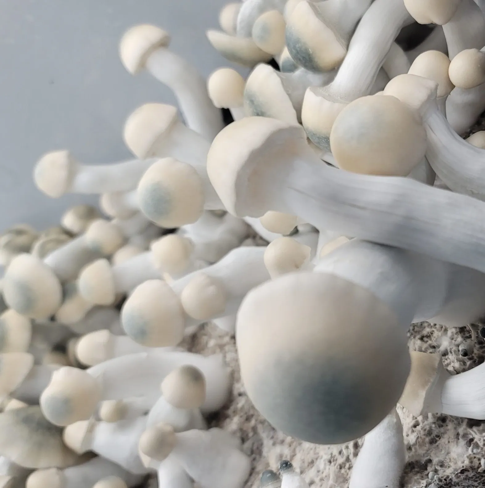 Buy TAT Spores (True Albino Teacher - Yeti ISO) | 2.5ml, 10ml, & 20ml ...