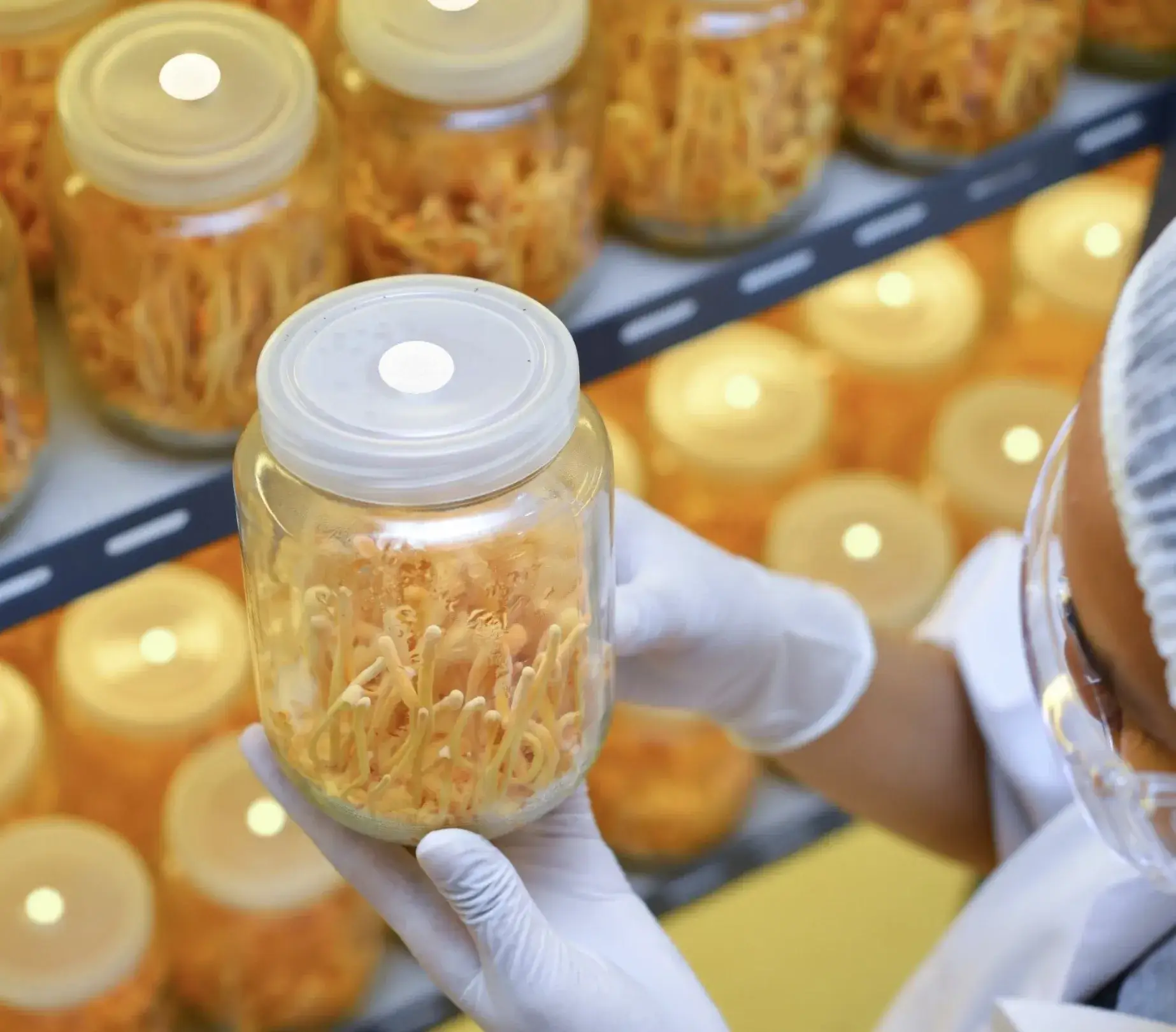 Mycology Synthetic Filter Discs — Pack of 64 | SporeBuddies