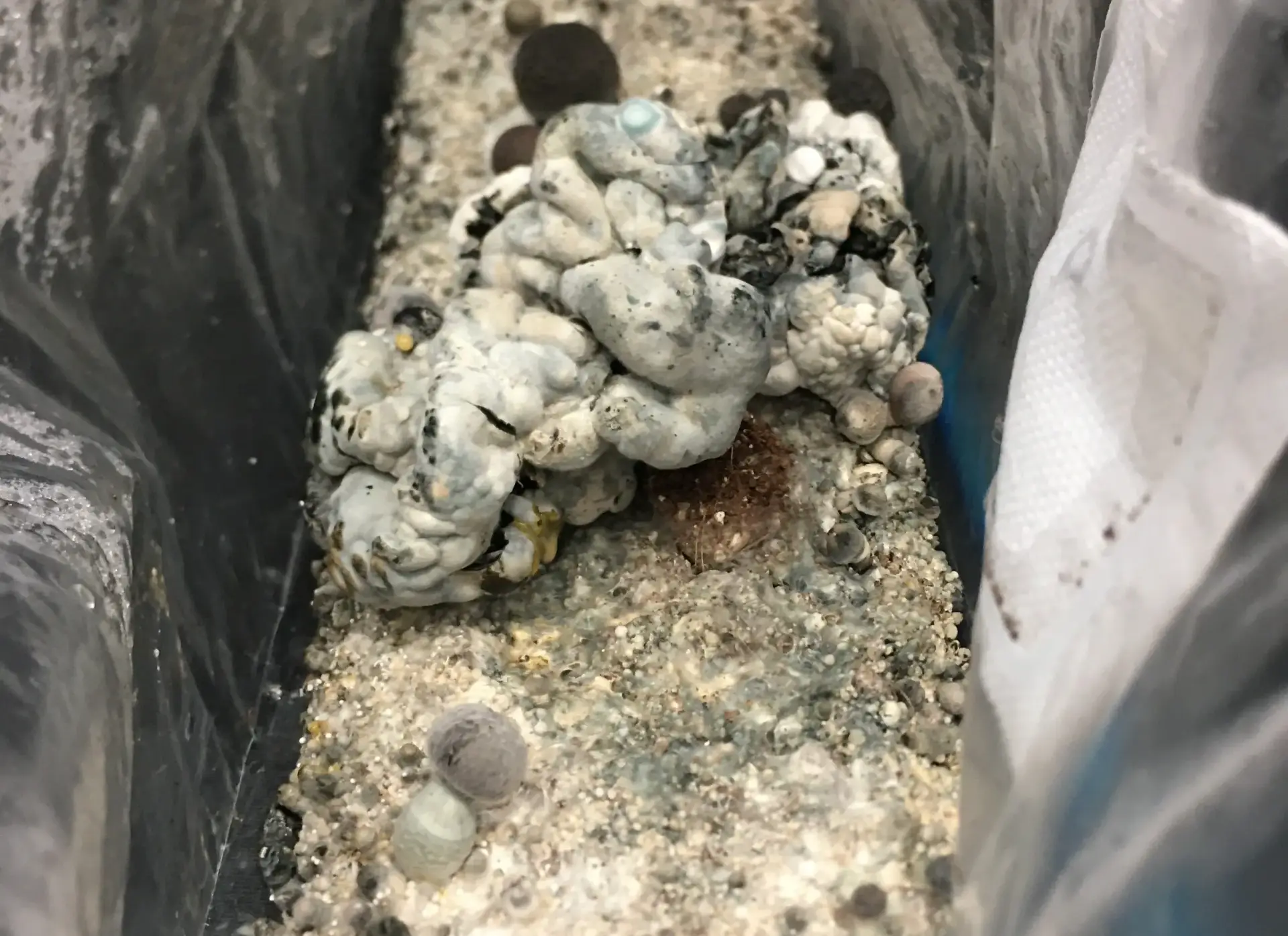 Buy Rednigma Spore Syringes - Spore Buddies