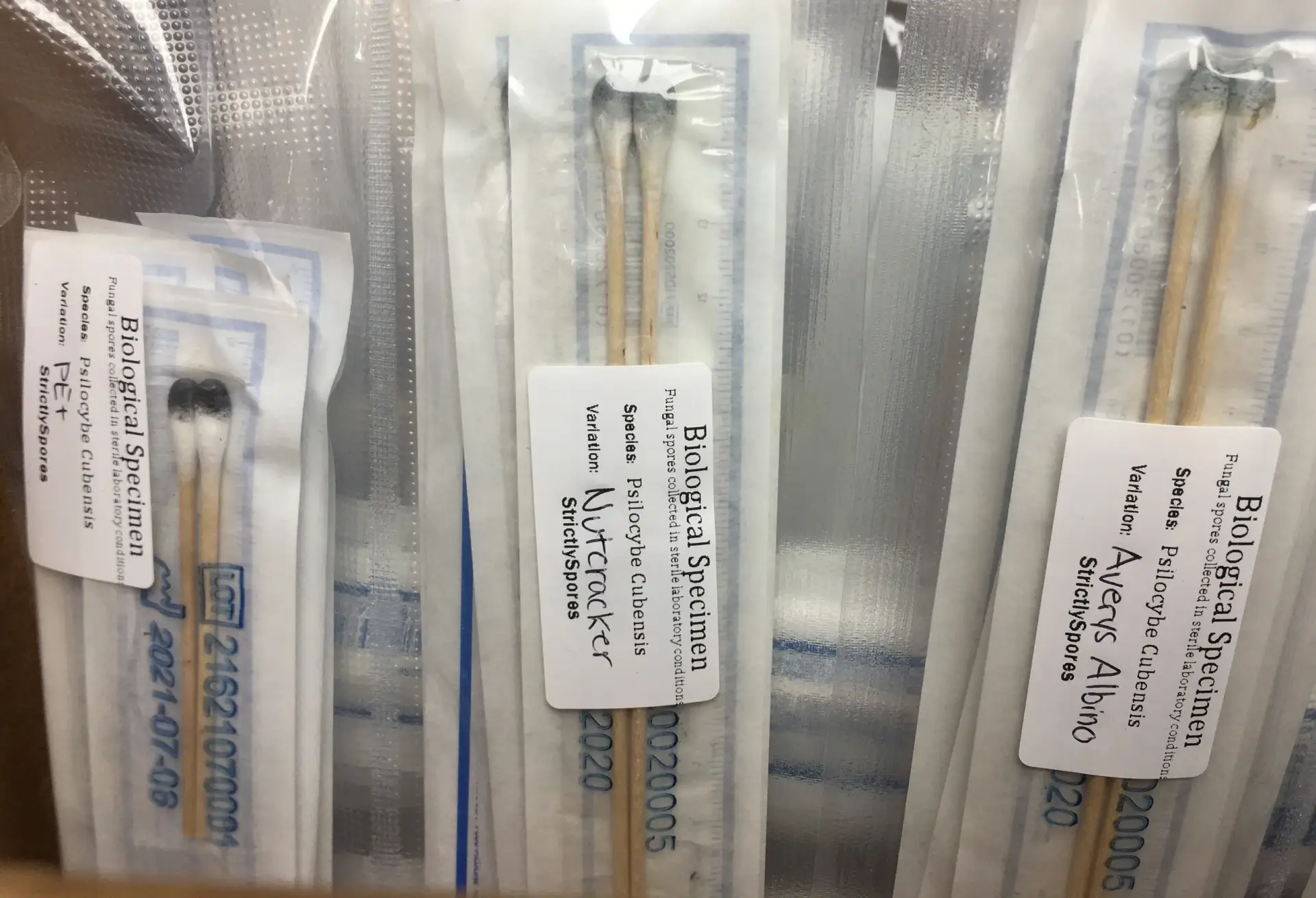 Buy The STRICTLY Collection-Spore Swabs - Spore Buddies