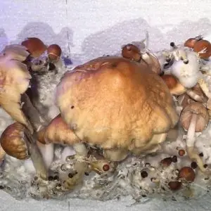 Magic Mushroom Spores UK | Buy Mushroom Spores Online