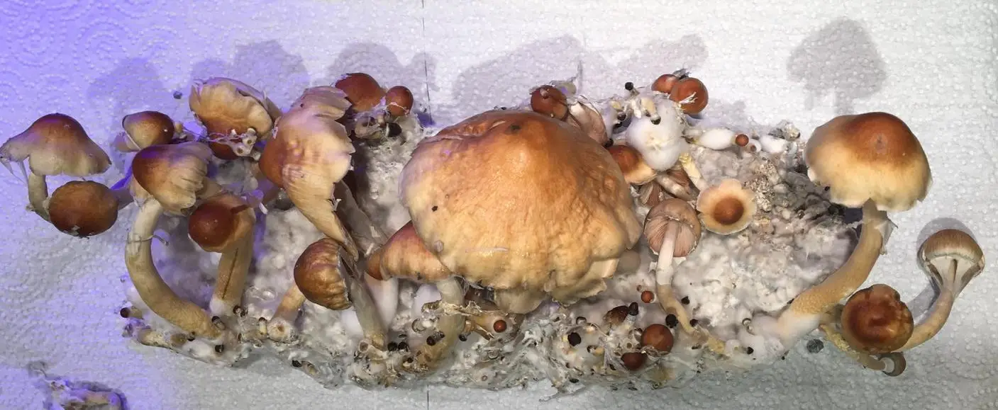 Mushroom Bag Grow Kit | Mushroom Grow Bag Kit