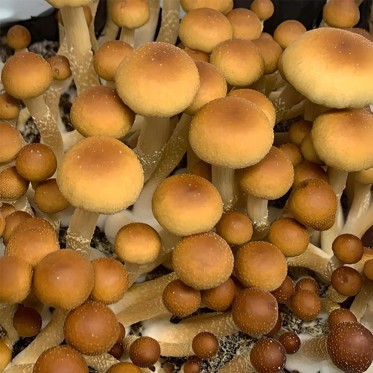 Buy Alacabenzi Spores Syringes - Spore Buddies