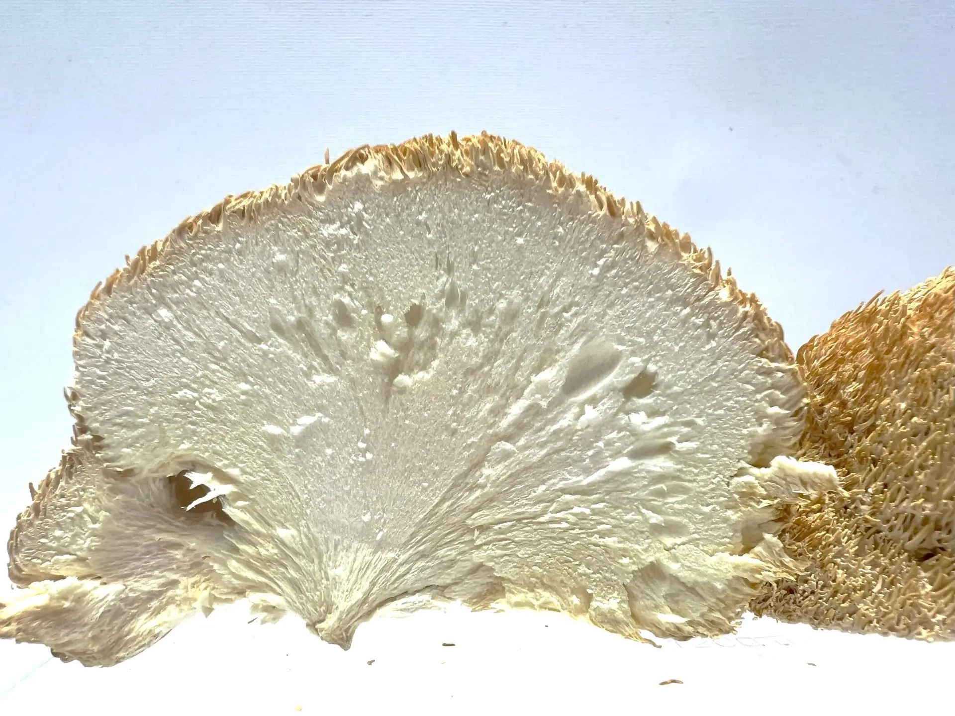 Buy Dried Lion’s Mane Mushroom (Whole) | Spore Buddies